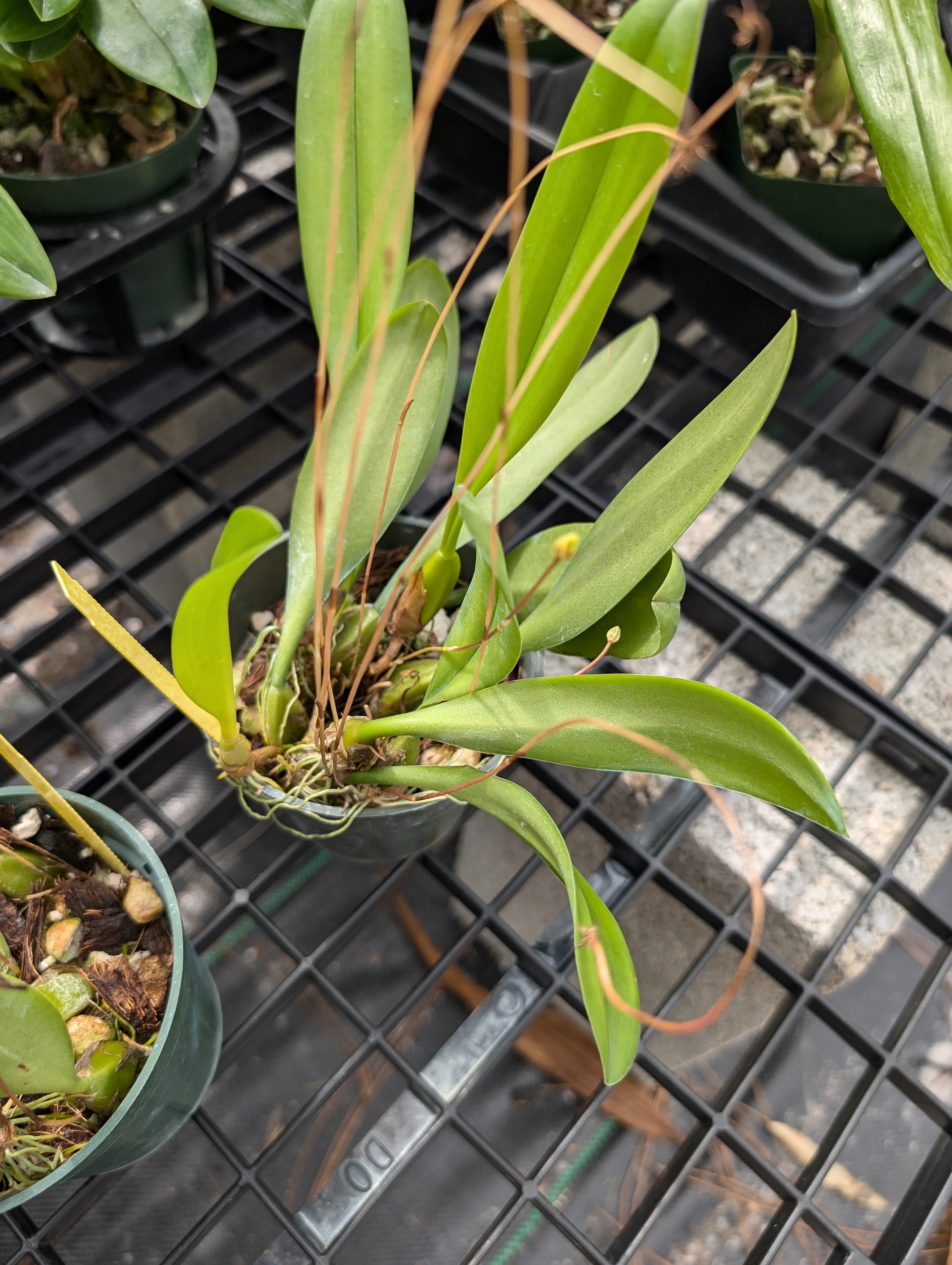 In Spike – Barefoot Orchids
