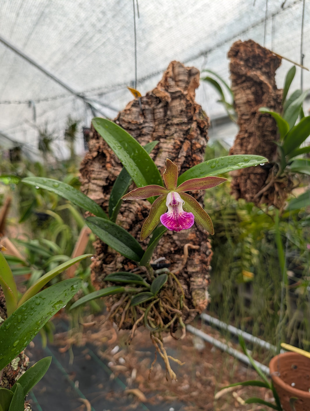 Products – Barefoot Orchids