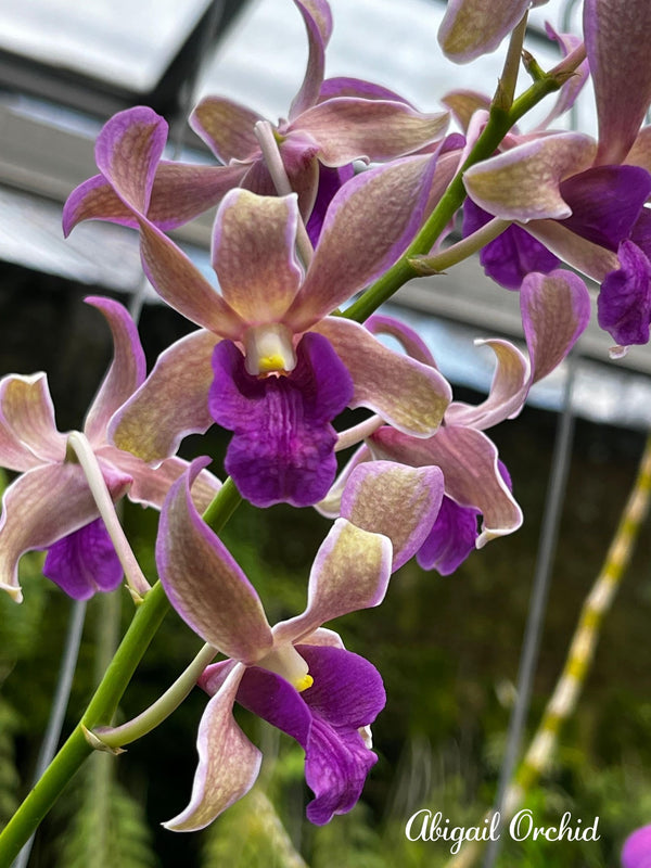 Den. Dragon Fly 'Variegated' | NBS – Barefoot Orchids