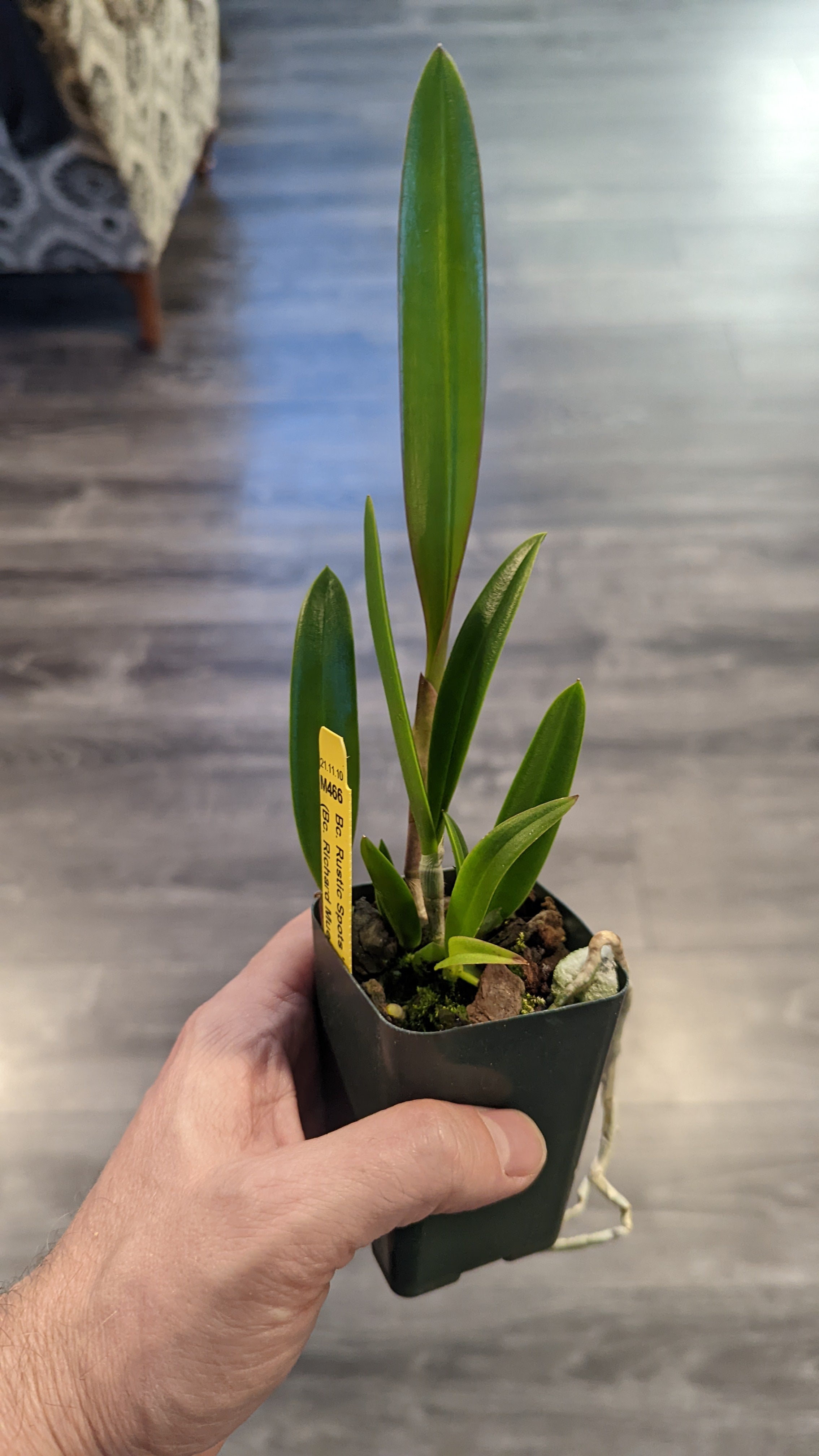 Cattleya – Barefoot Orchids