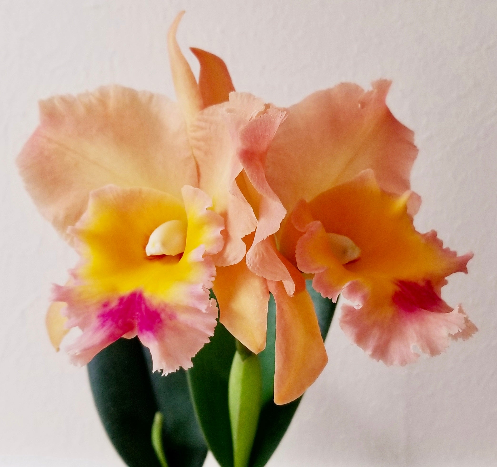 Cattleya – Page 3 – Barefoot Orchids