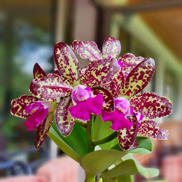 Cattleya – Barefoot Orchids